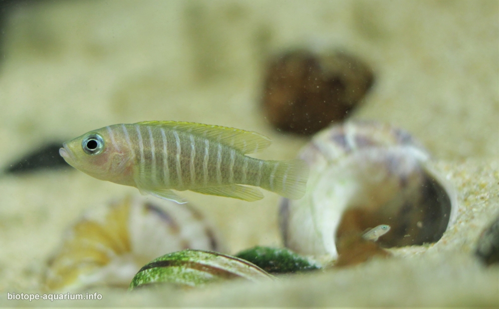 Kigoma, Edith Bay, Lake Tanganyika, Tanzania, 75 L – Biotope Aquarium Kigoma, Edith Bay, Lake Tanganyika, Tanzania, 75 L – Biotope Aquarium