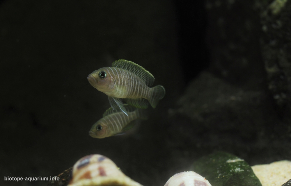 Kigoma, Edith Bay, Lake Tanganyika, Tanzania, 75 L – Biotope Aquarium Kigoma, Edith Bay, Lake Tanganyika, Tanzania, 75 L – Biotope Aquarium